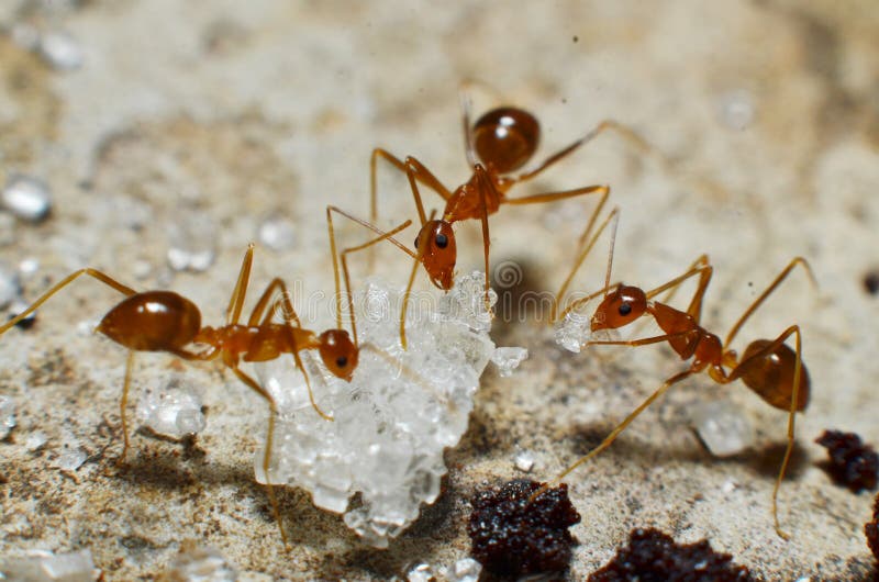 Transparent Brown Ants with 2 Antennas on the Head Stock Photo - Image ...
