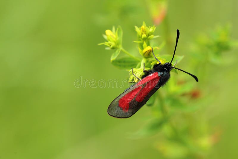Transparent burnet stock photo. Image of nature, purpuralis - 200703798