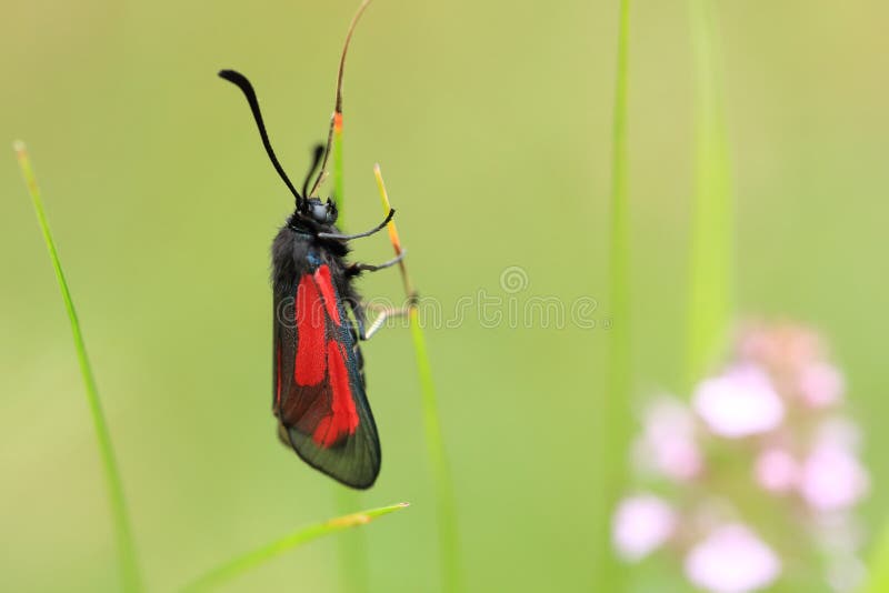 Transparent burnet moth stock image. Image of insect - 225823391
