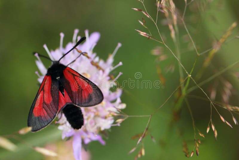 Transparent burnet moth stock photo. Image of nature - 206992514