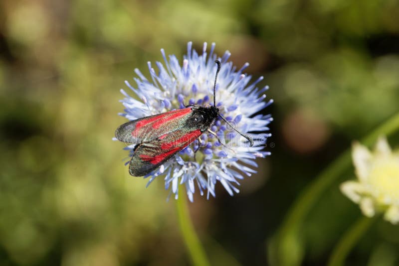 Transparent Burnet Moth, Zygaena Purpuralis, on a Flower Stock Photo ...