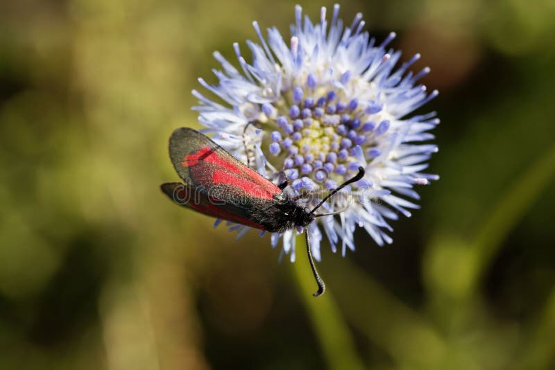 Transparent Burnet Moth, Zygaena Purpuralis, on a Flower Stock Image ...