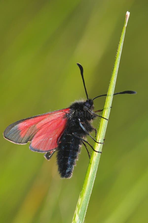 Transparent Burnet, Zygaena Purpuralis Stock Image - Image of daisy ...