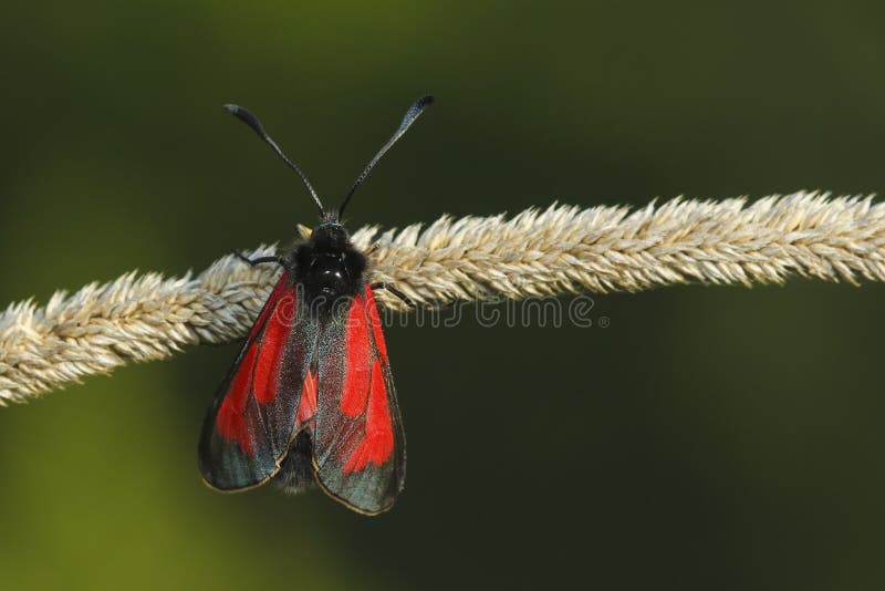 Transparent Burnet, Zygaena Purpuralis Stock Photo - Image of moth ...