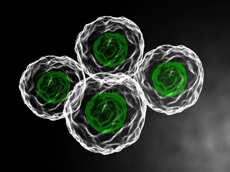 Transparent Cells with Splitting Nucleus and Stock Illustration ...