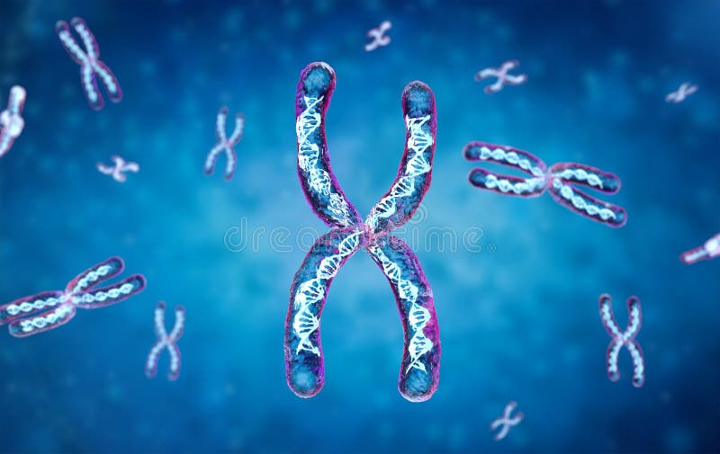 Transparent Chromosome X Contain Dna Strand Inside Stock Illustration ...