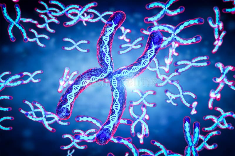 Transparent Chromosome X Contain Dna Strand Inside Stock Illustration ...