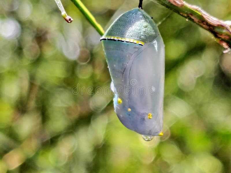 Transparent Cocoon in Development with Blurred Natural Background Stock ...