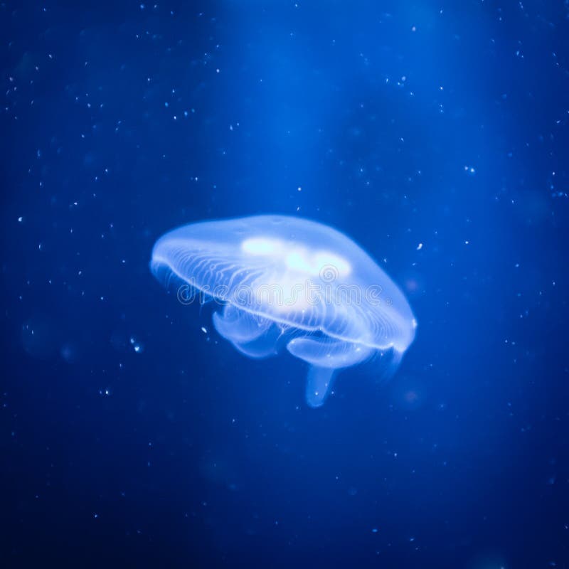Transparent Common Jelly Fish in a Blue Water Background Stock Photo ...