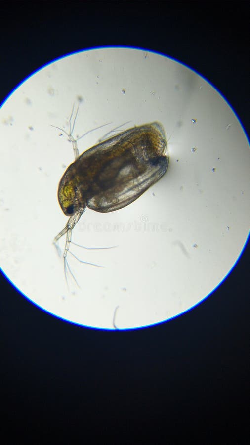 A Small Daphnia Under a Microscope. Stock Photo - Image of small ...