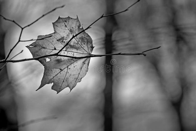 Transparent Decomposed Maple Autumn Leaf Lying on the Bare Branches of ...