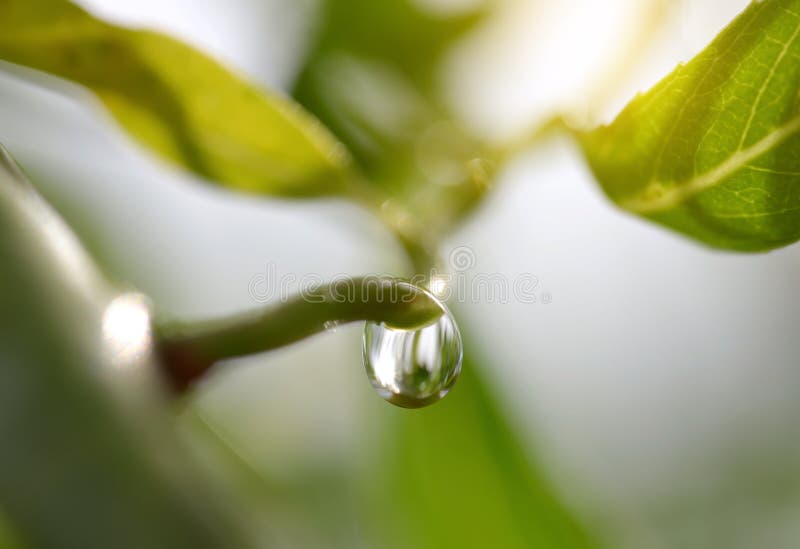 Transparent Drop of Water on Branch of Tree Close Up. Stock Image ...