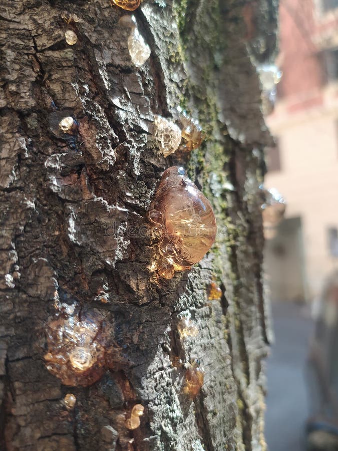 Transparent Drops of Resin on the Tree Stock Image - Image of resinous ...