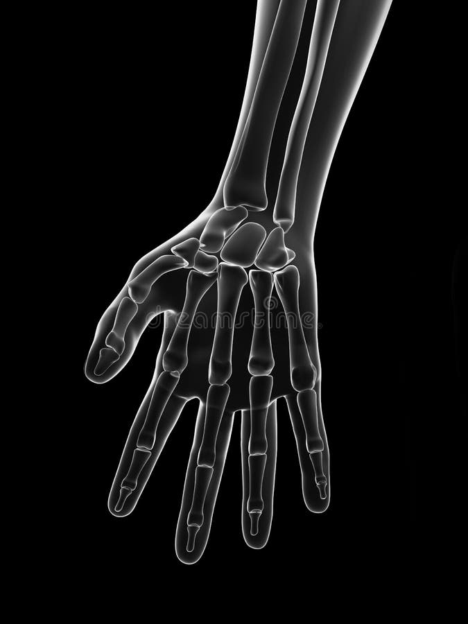 Transparent Female Skeleton - Upper Body Stock Illustration ...