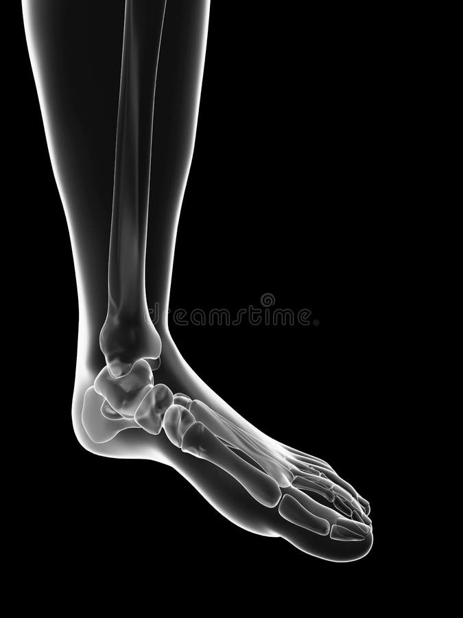 Transparent Female Skeleton - Foot Bones Stock Illustration ...