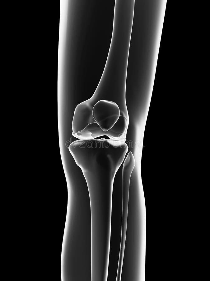 Transparent Female Skeleton - Knee Joint Stock Illustration ...