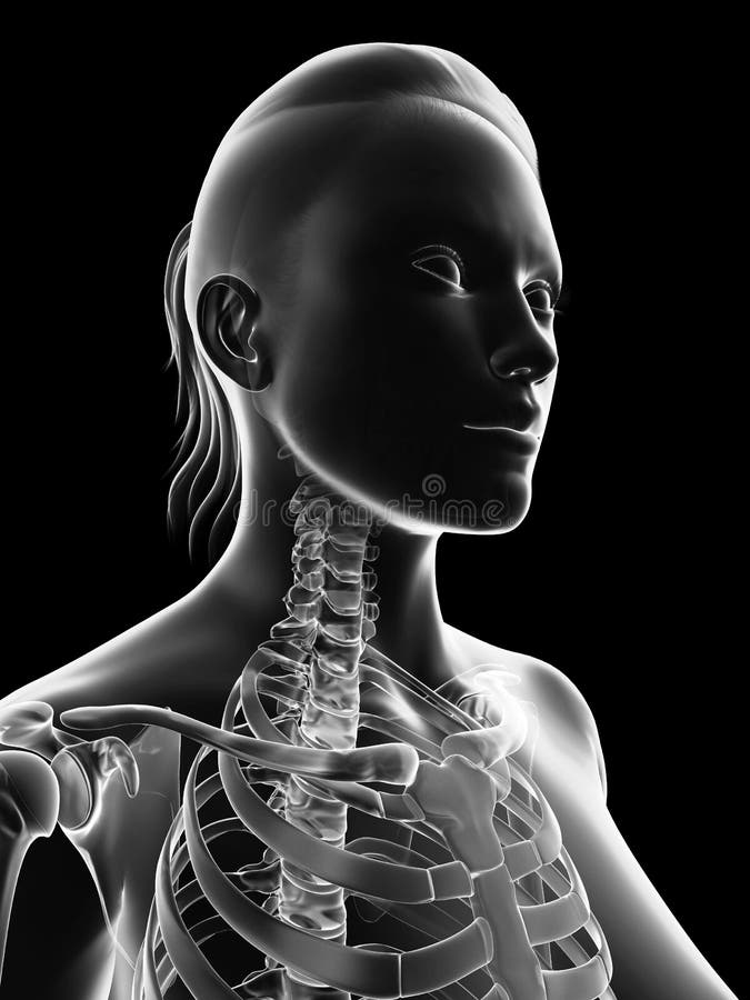 Transparent Female Skeleton - Neck Stock Illustration - Illustration of ...