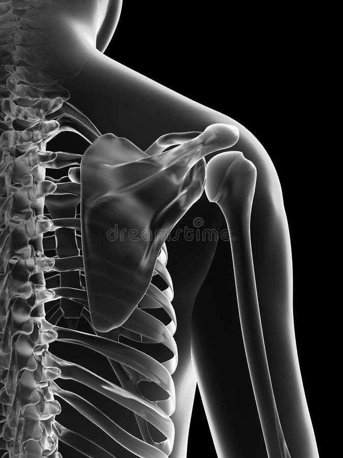 Transparent Female Skeleton - Shoulder Joint Stock Illustration ...