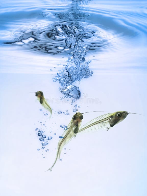 Transparent fish stock photo. Image of foam, blue, macro - 2684070