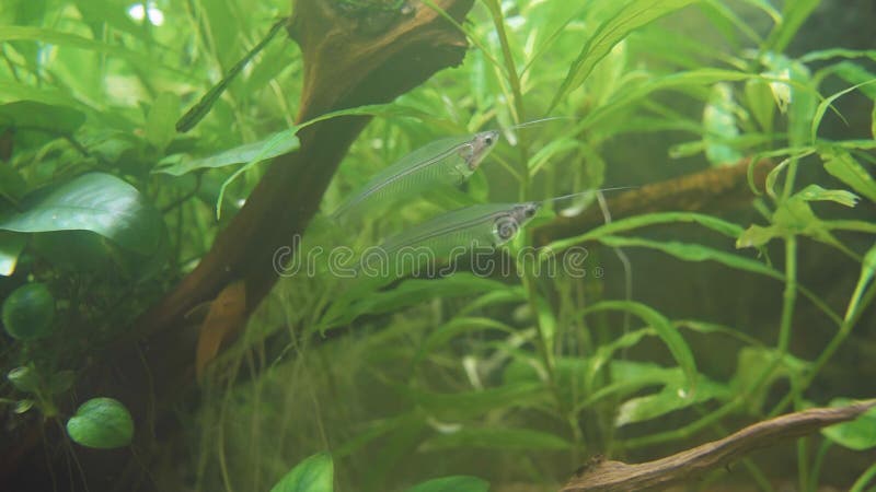 Transparent Fish with Antennae, Algae in the Aquarium, Close-up Stock ...