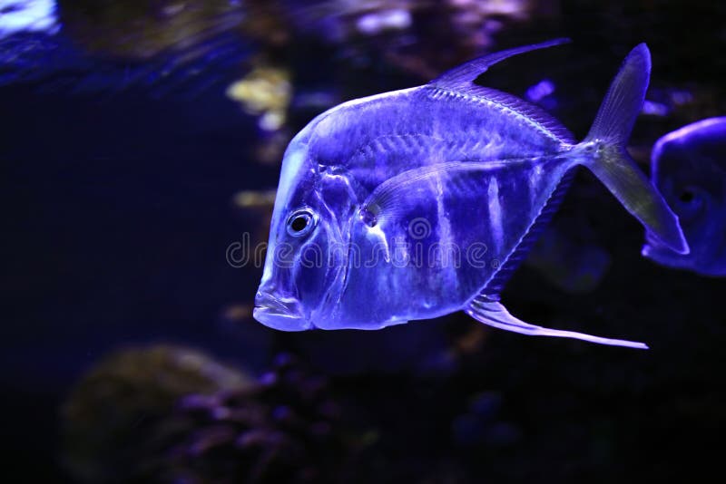 Transparent fish stock image. Image of ocean, nature - 50251187
