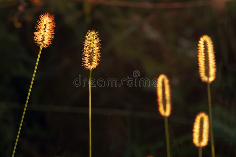 Transparent Flowers with Back Light Stock Image - Image of sunset ...