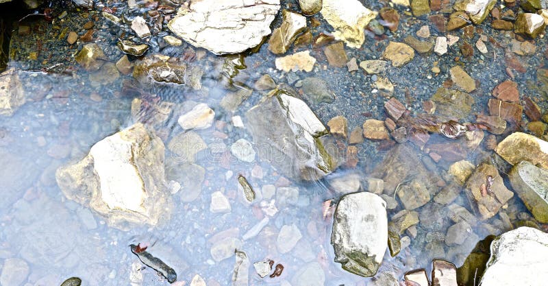 Transparent Forest River with a Stone Channel Stock Photo - Image of ...