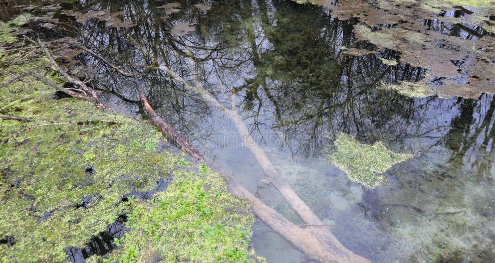 Transparent Fresh Spring Water with a Dry Fallen Tree with the ...
