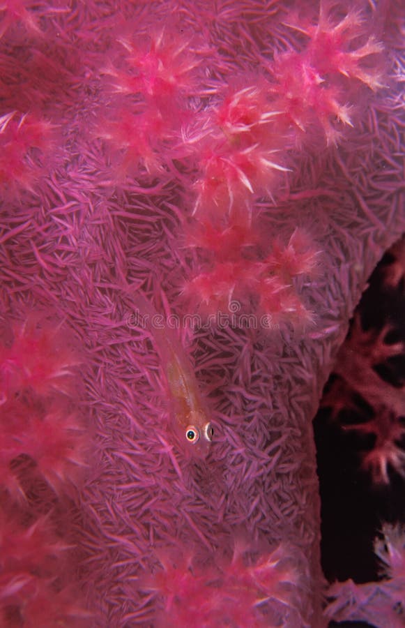 A Transparent Goby Fish Hiding on a Pink Coral Stock Photo - Image of ...