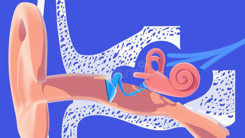 3d Animation of the Anatomy of the Inner Ear with Flat Colors, Cut Out ...