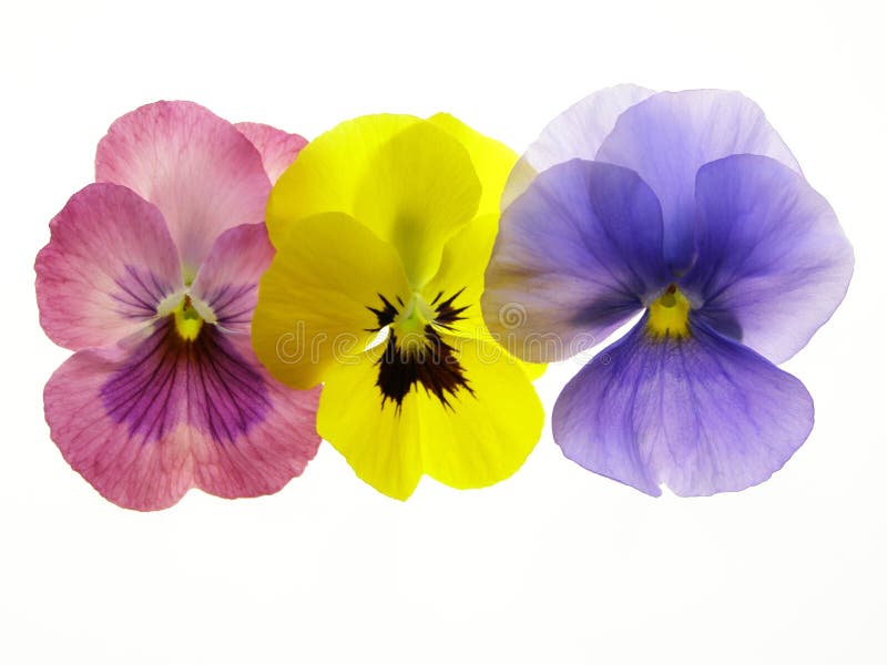 Transparent heartsease stock image. Image of botanical - 1998647