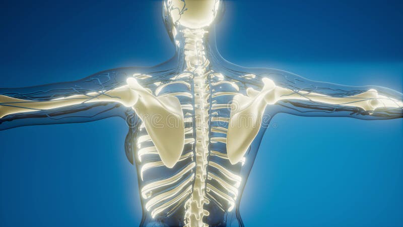 Transparent Human Body with Visible Bones Stock Illustration ...