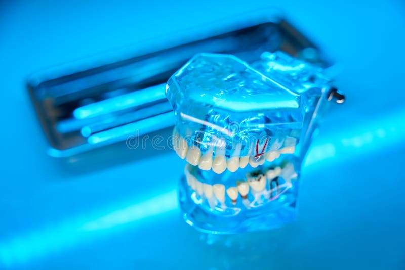 Transparent Human Jaw Model with Teeth and Root Canals Stock Photo ...