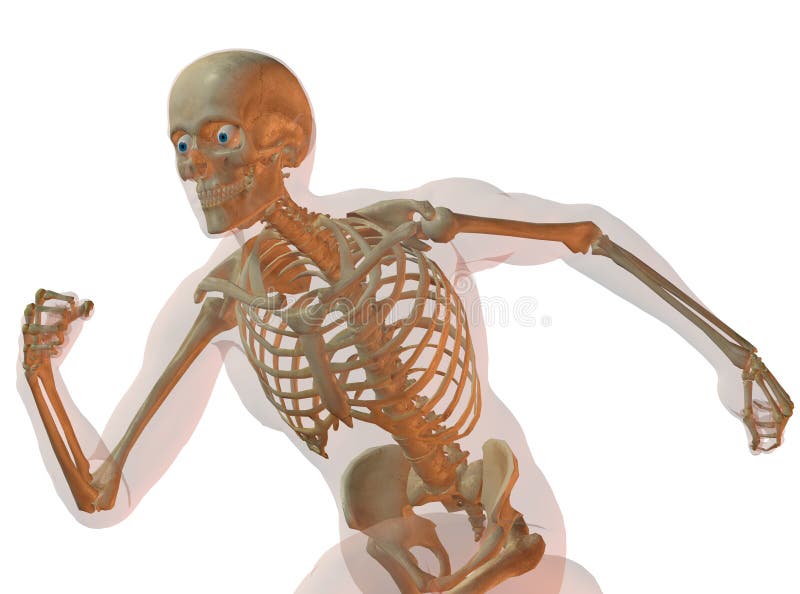 Transparent human male stock illustration. Illustration of anatomy ...