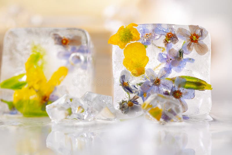 Transparent Ice Cubes with Frozen Flowers Inside Stock Photo - Image of ...