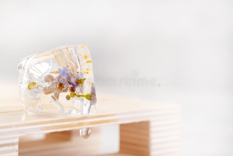 Transparent Ice Cubes with Frozen Flowers Inside Stock Image - Image of ...