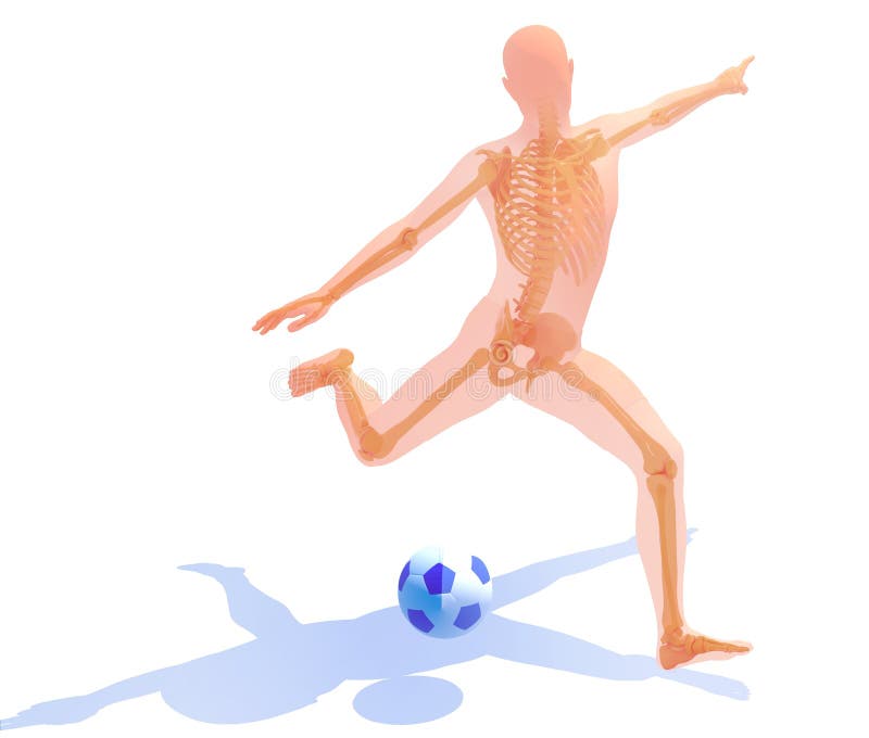 Anatomical Soccer Player stock illustration. Illustration of isolated ...