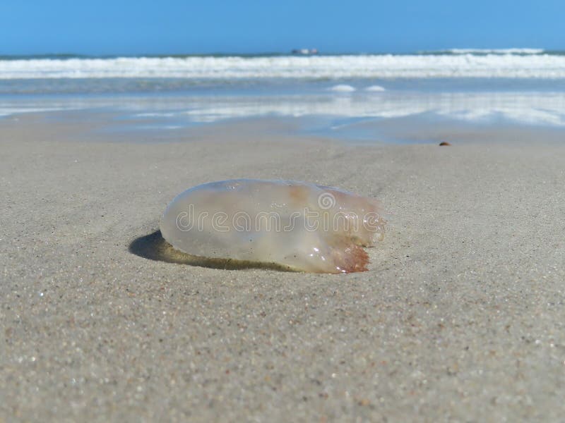 Transparent Jellyfish Lies on the Sand Stock Image - Image of marine ...