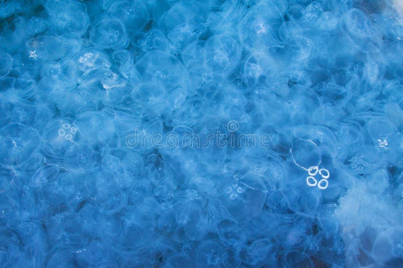Transparent, Light Blue Sea Water. Background of Sea Water. Stock Photo ...