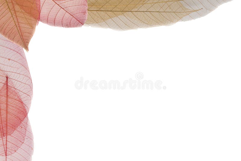 Transparent leaf stock image. Image of nature, isolated - 29273053