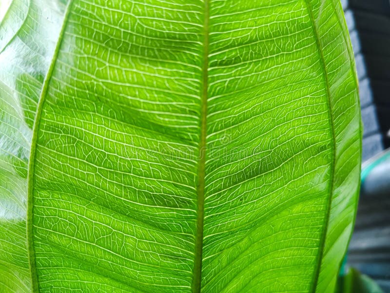 Transparent Leaf 1 stock photo. Image of grow, flora - 321731300