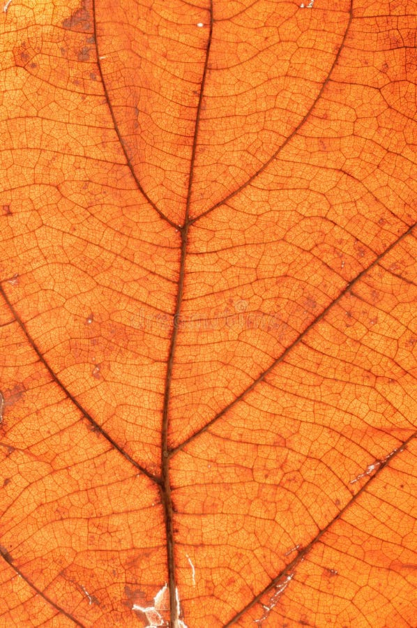 Transparent leaf texture stock image. Image of creativity - 26267903