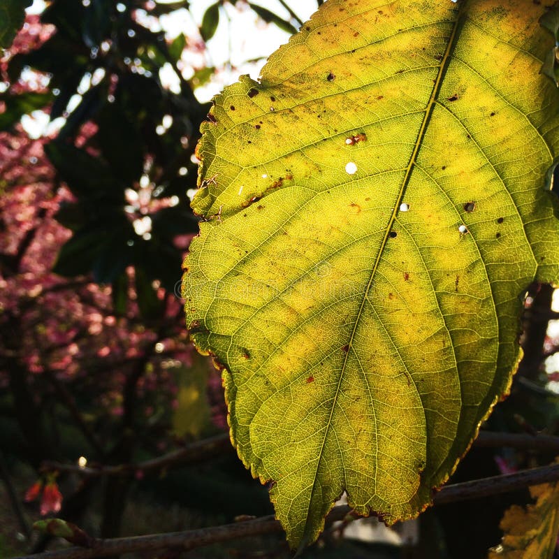 Foliage stock photo. Image of foliage, transparent, vein - 142418898