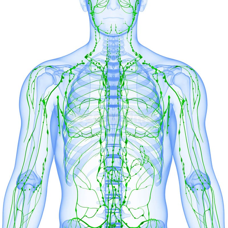 Transparent Lymphatic System Isolated With White Stock Photography ...