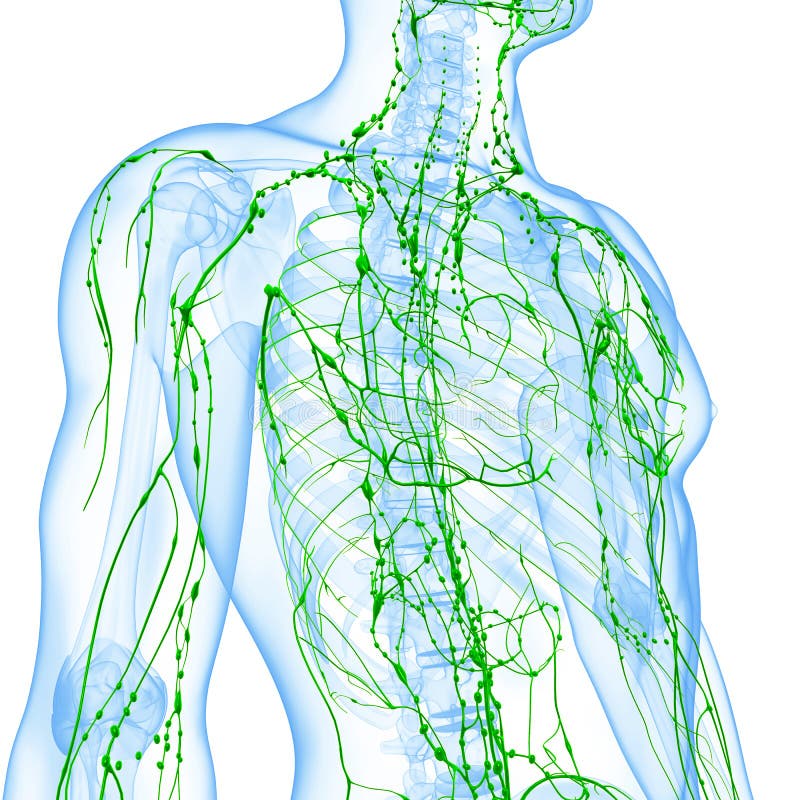 Transparent Lymphatic System of Man Stock Illustration - Illustration ...