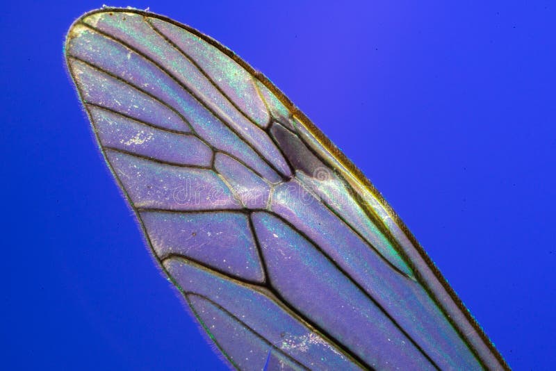 Mosquito Wing Photograph Taken Under a Microscope Stock Image - Image ...