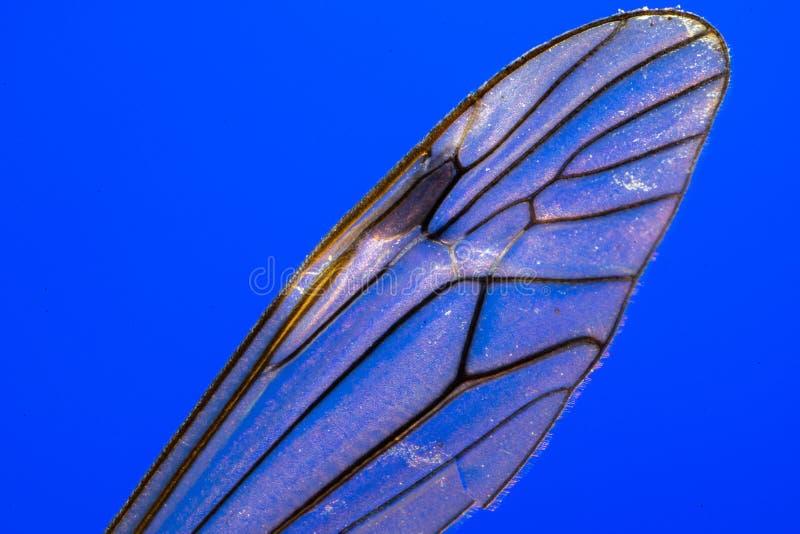 Mosquito Wing Photograph Taken Under a Microscope Stock Image - Image ...
