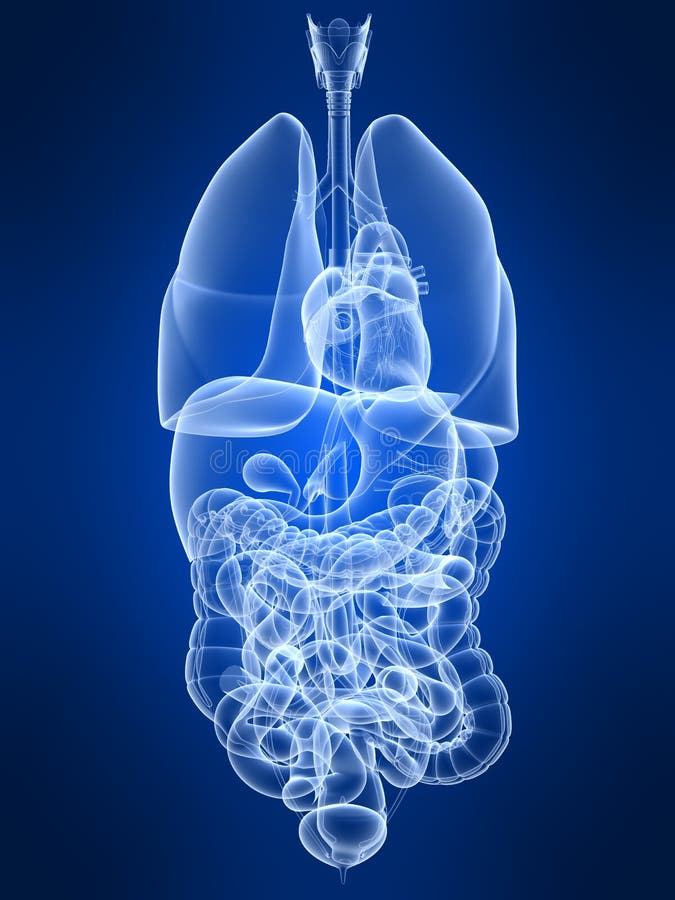 Transparent organs stock illustration. Illustration of abdomen - 5970975