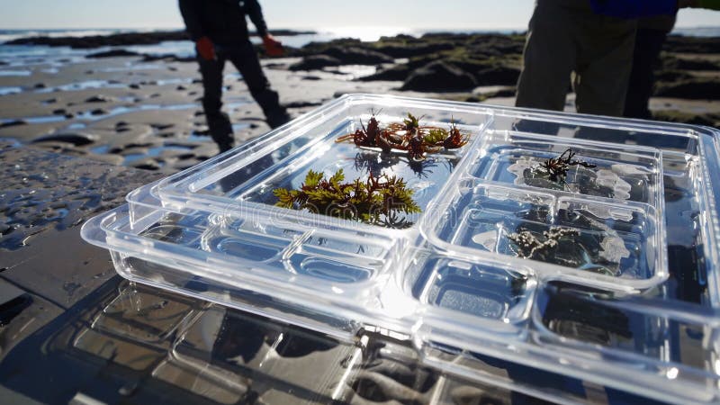 Transparent Plastic Tray Containing Various Seaweed Samples Rests on a ...