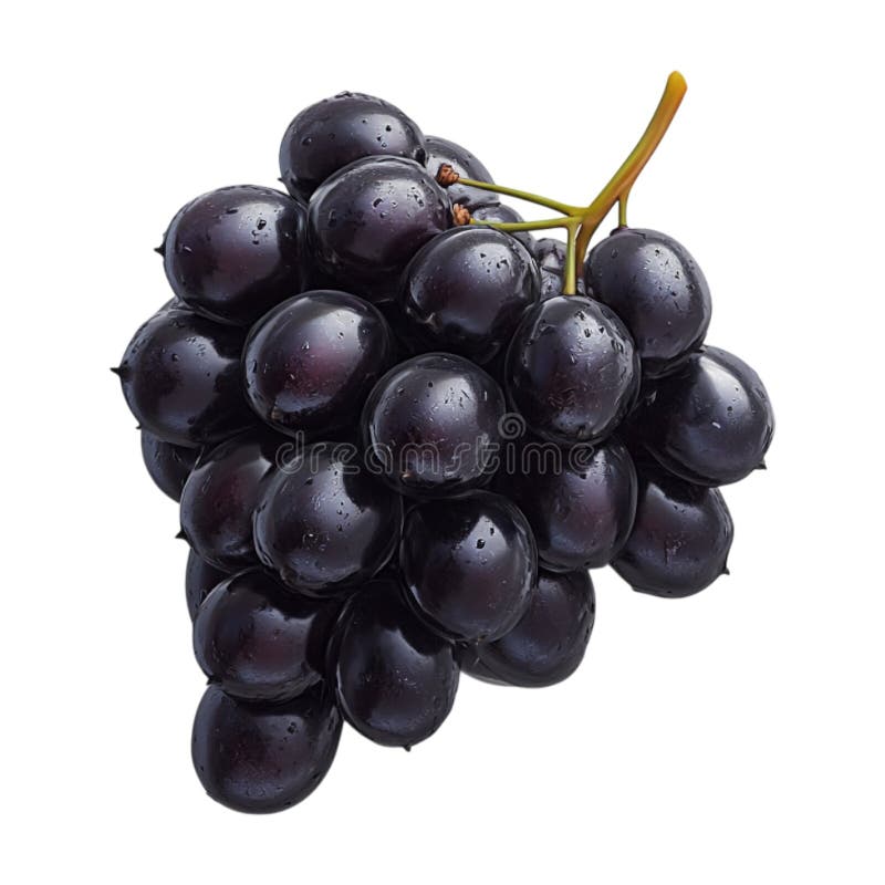 Transparent or PNG Image of Black Grapes Stock Illustration ...